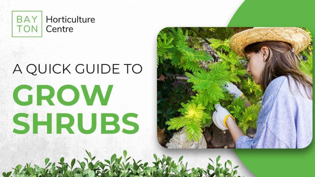 Step-by-Step Guide to Growing Shrubs Successfully - Bayton Horticulture ...