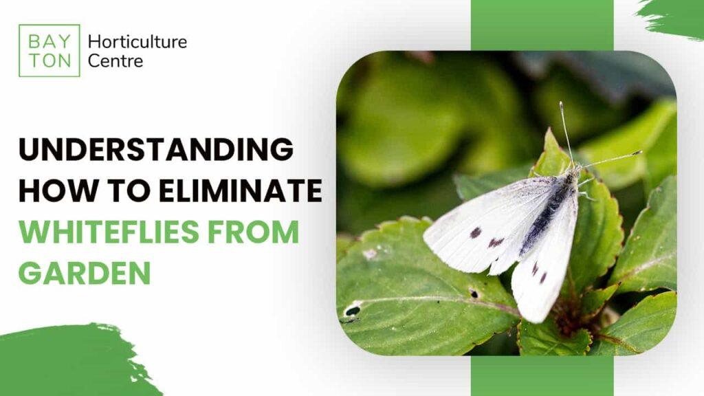 Tips and Tricks for Getting Rid of Whiteflies in Your Garden - Bayton Horticulture Centre
