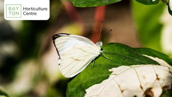 Tips and Tricks for Getting Rid of Whiteflies in Your Garden - Bayton ...